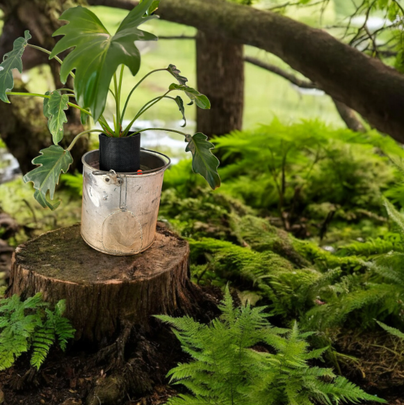 Charming Self-Watering Vintage Minnow Bucket Planter with Philodendron