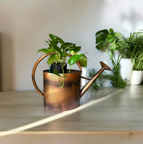 Copper Watering Can Planter with Lush Golden Pothos